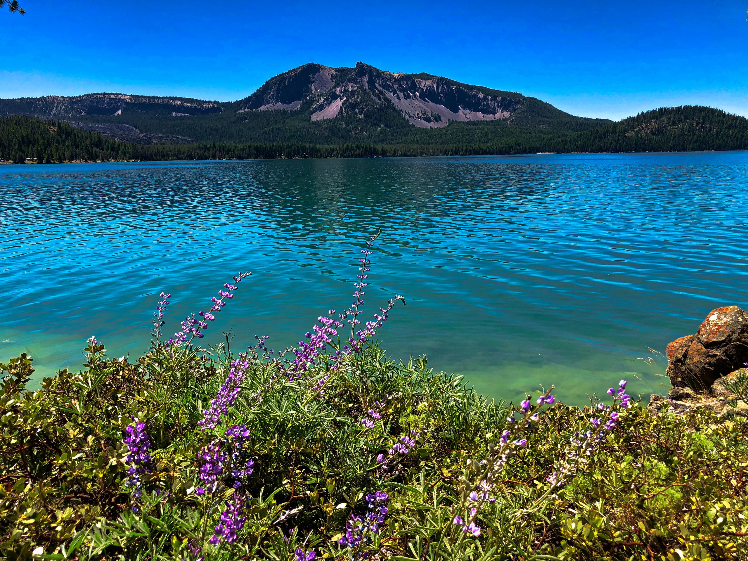 Paulina Lake Loop Hike - Grey Otter Outventures®