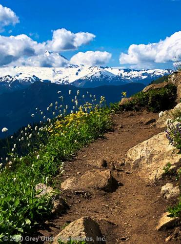 Hiking to Yellow Aster Butte - Grey Otter Outventures®