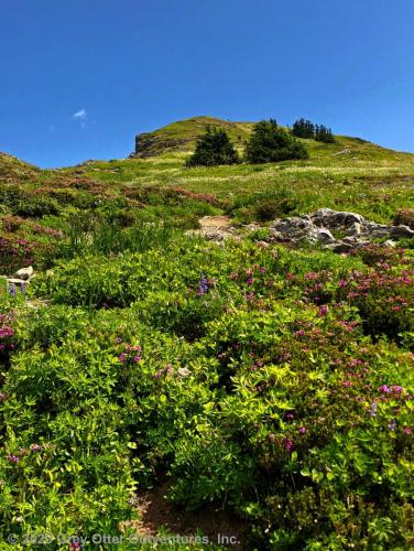 Hiking to Yellow Aster Butte - Grey Otter Outventures®