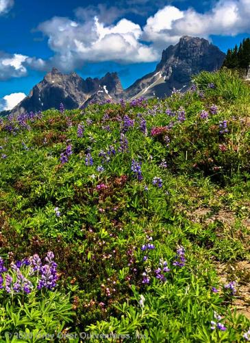 Hiking to Yellow Aster Butte - Grey Otter Outventures®