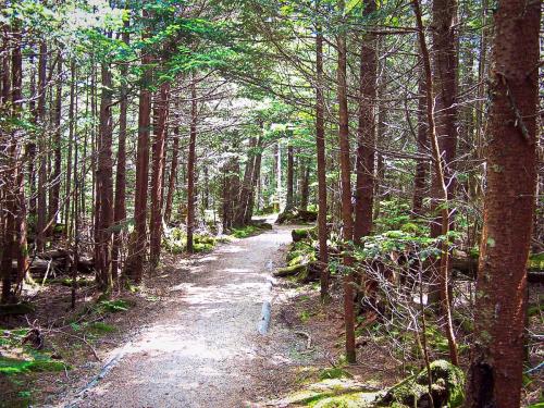 Mount Mitchell State Park - Deep Gap Trail - Grey Otter Outventures®