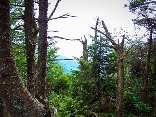 Mount Mitchell State Park - Deep Gap Trail - Grey Otter Outventures®