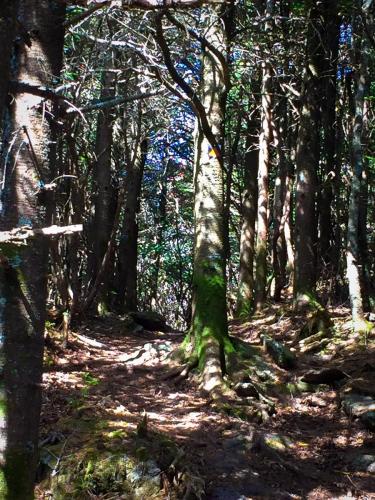 Mount Mitchell State Park - Deep Gap Trail - Grey Otter Outventures®